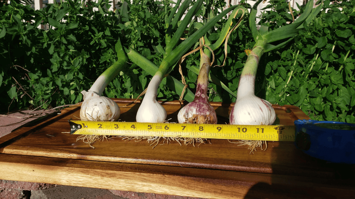 Inchelium Red Garlic : Basaltic Farms